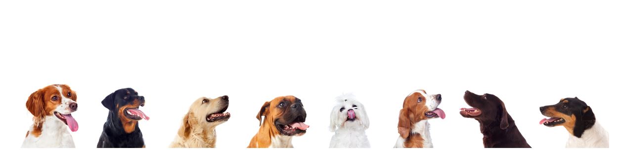 Retrospective approval cannot be given – Under the Animal Welfare act ...